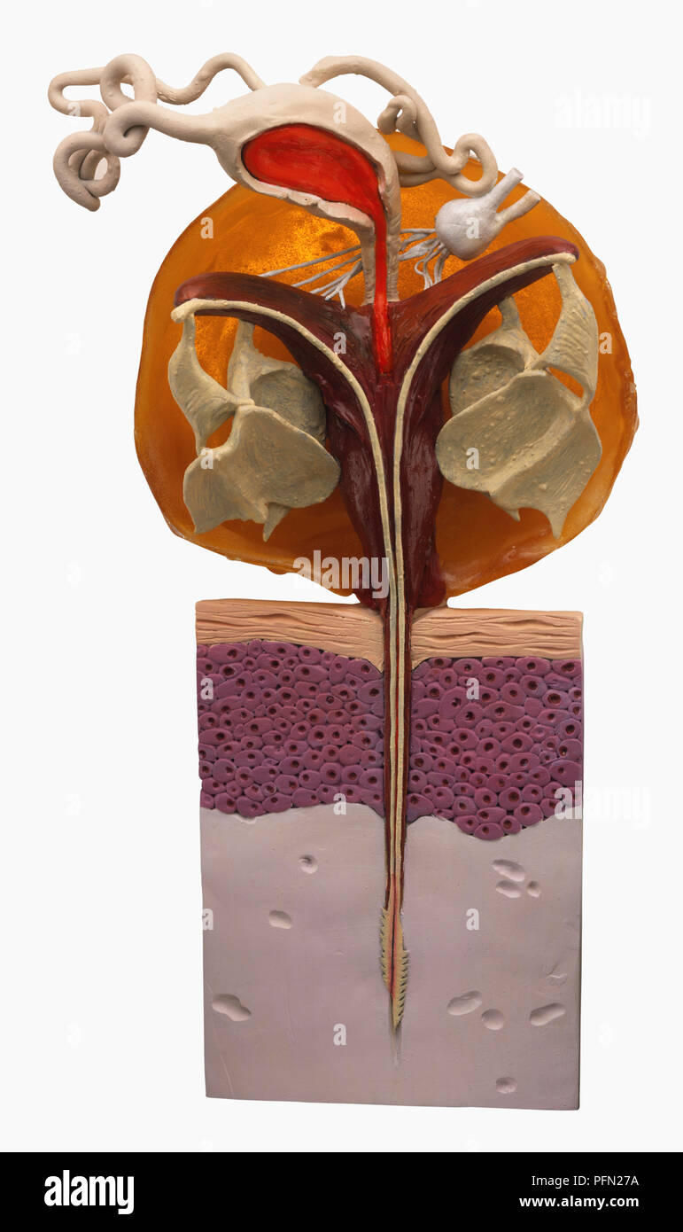 In cross section Cut Out Stock Images & Pictures - Alamy