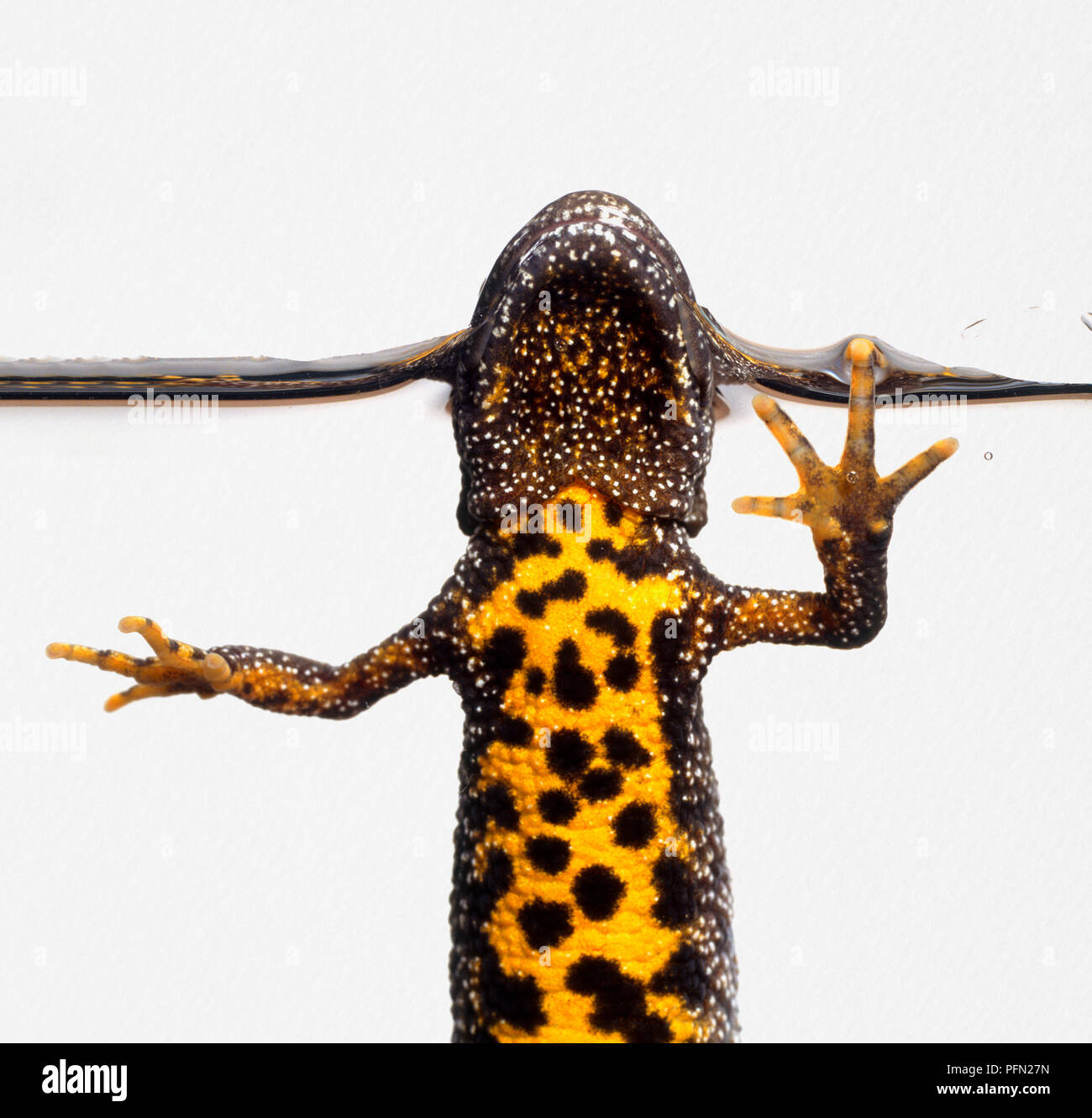 Great crested newt female hi-res stock photography and images - Alamy