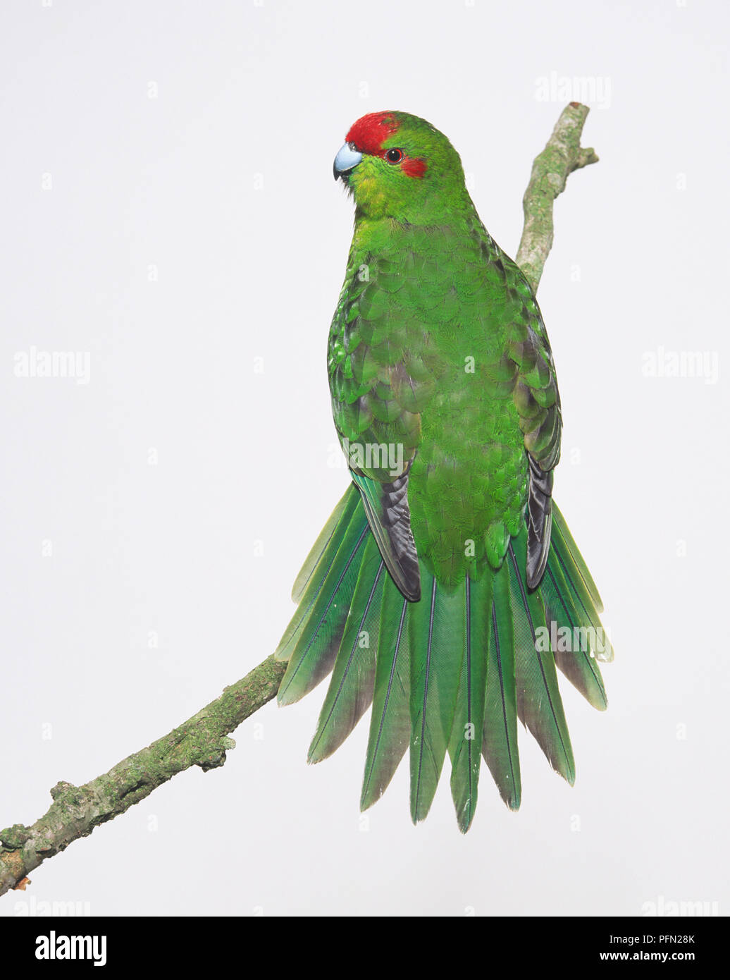 Rear view of a Red-Fronted Parakeet, with head in profile, perching on ...