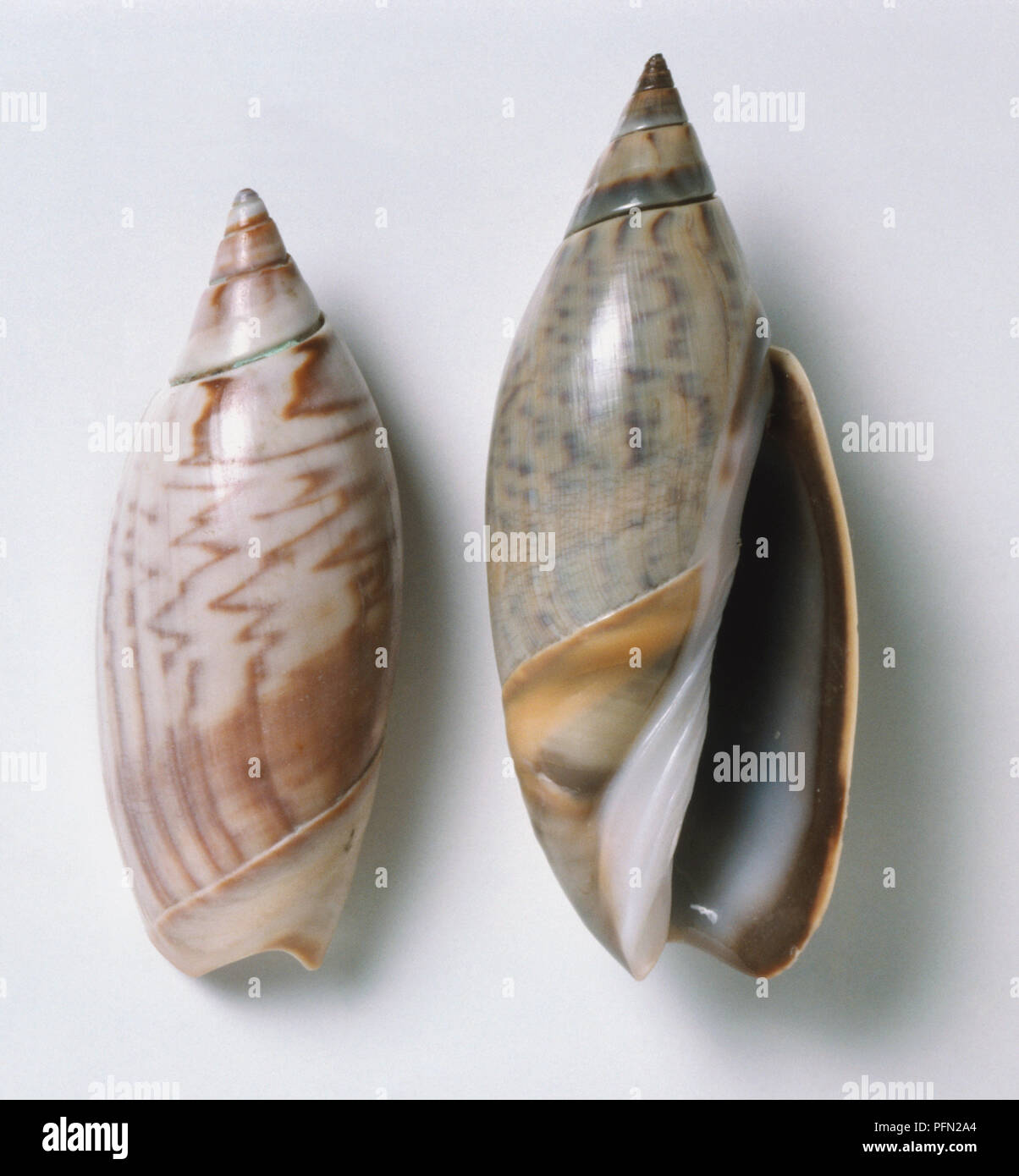 Agaronia testacea, overhead and underside view of two Panama False ...