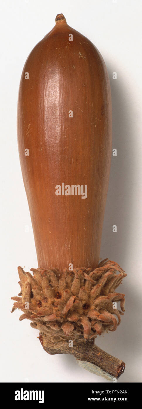 Fagaceae, Quercus alnofolia, Golden Oak of Cyprus, long acorn in ...