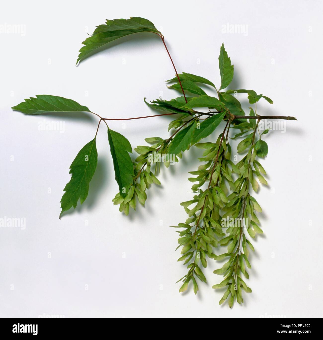 Winged fruits hi-res stock photography and images - Alamy