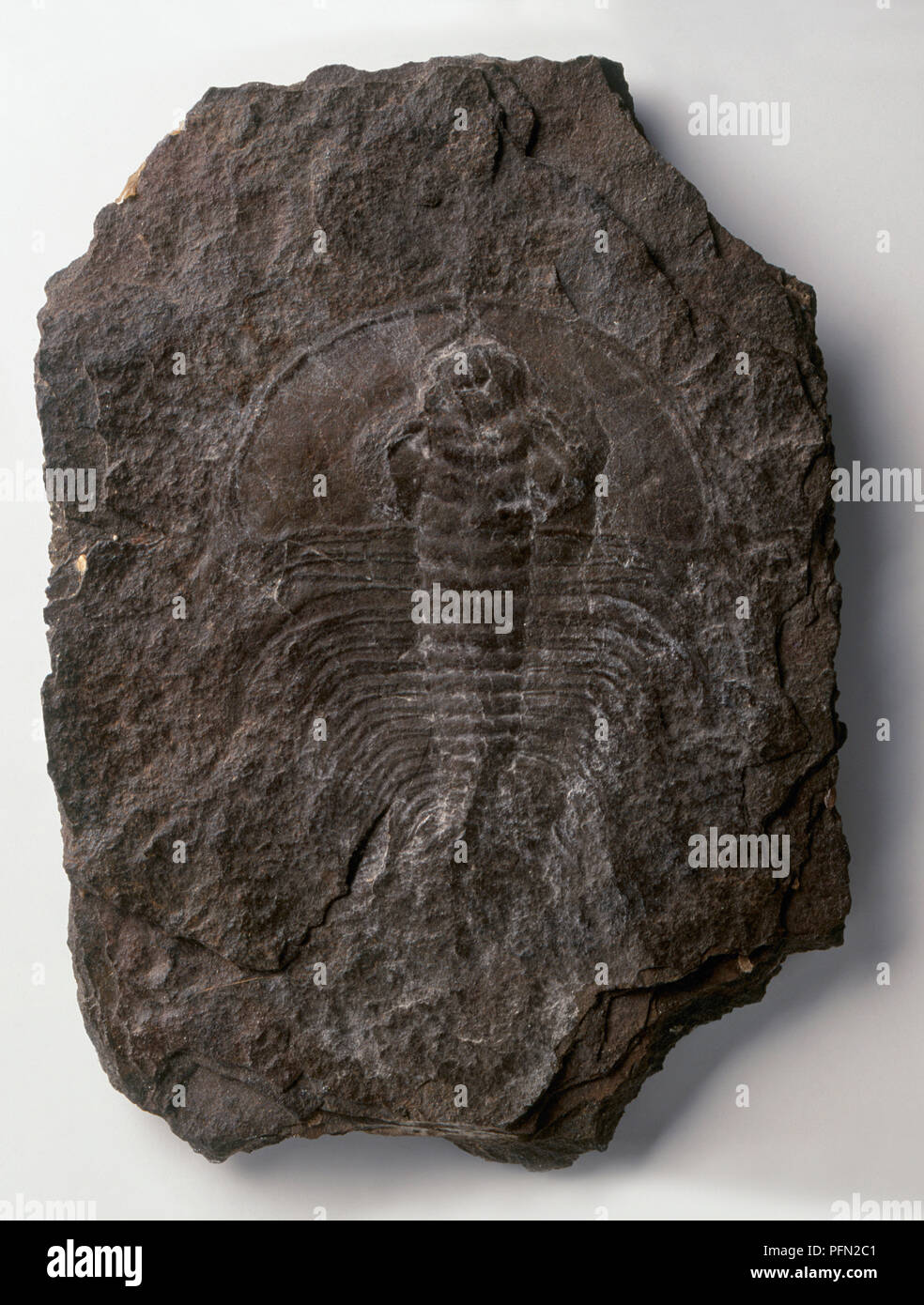Olenellus fossil, a type of trilobite, close-up Stock Photo - Alamy