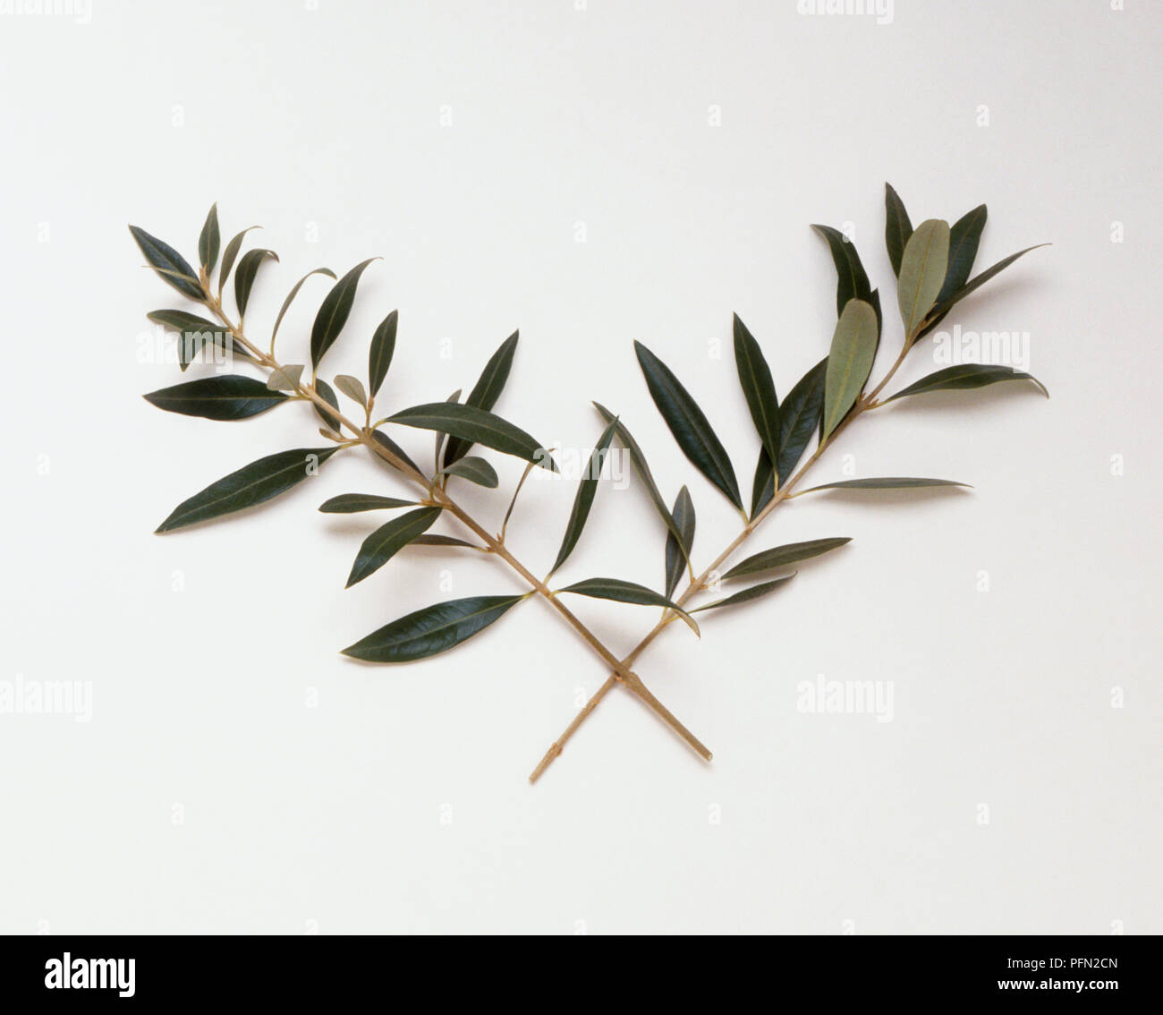 Two olive branches, crossing at base Stock Photo - Alamy