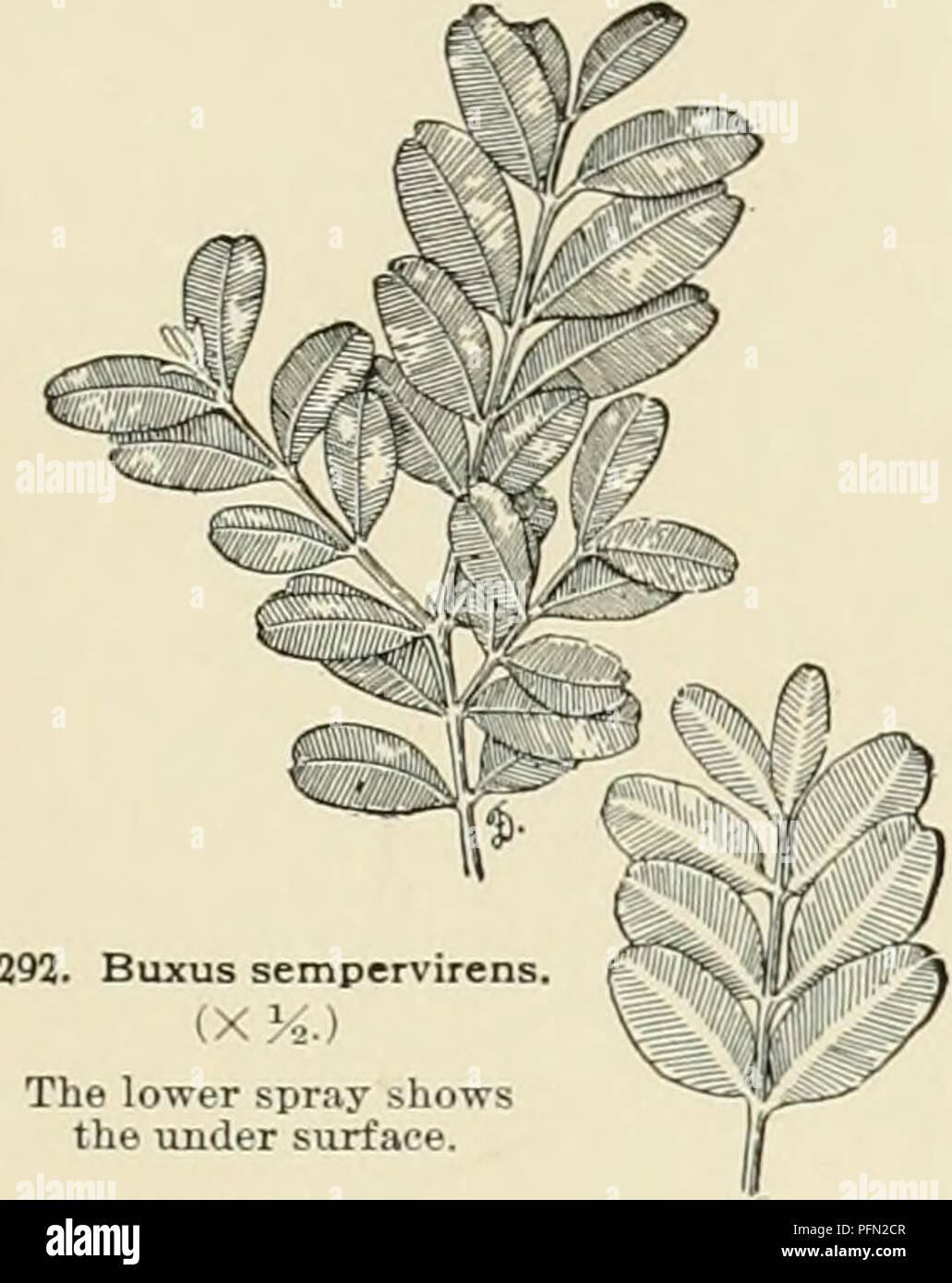 This cyclopedia offers a comprehensive guide to the cultivation of ...