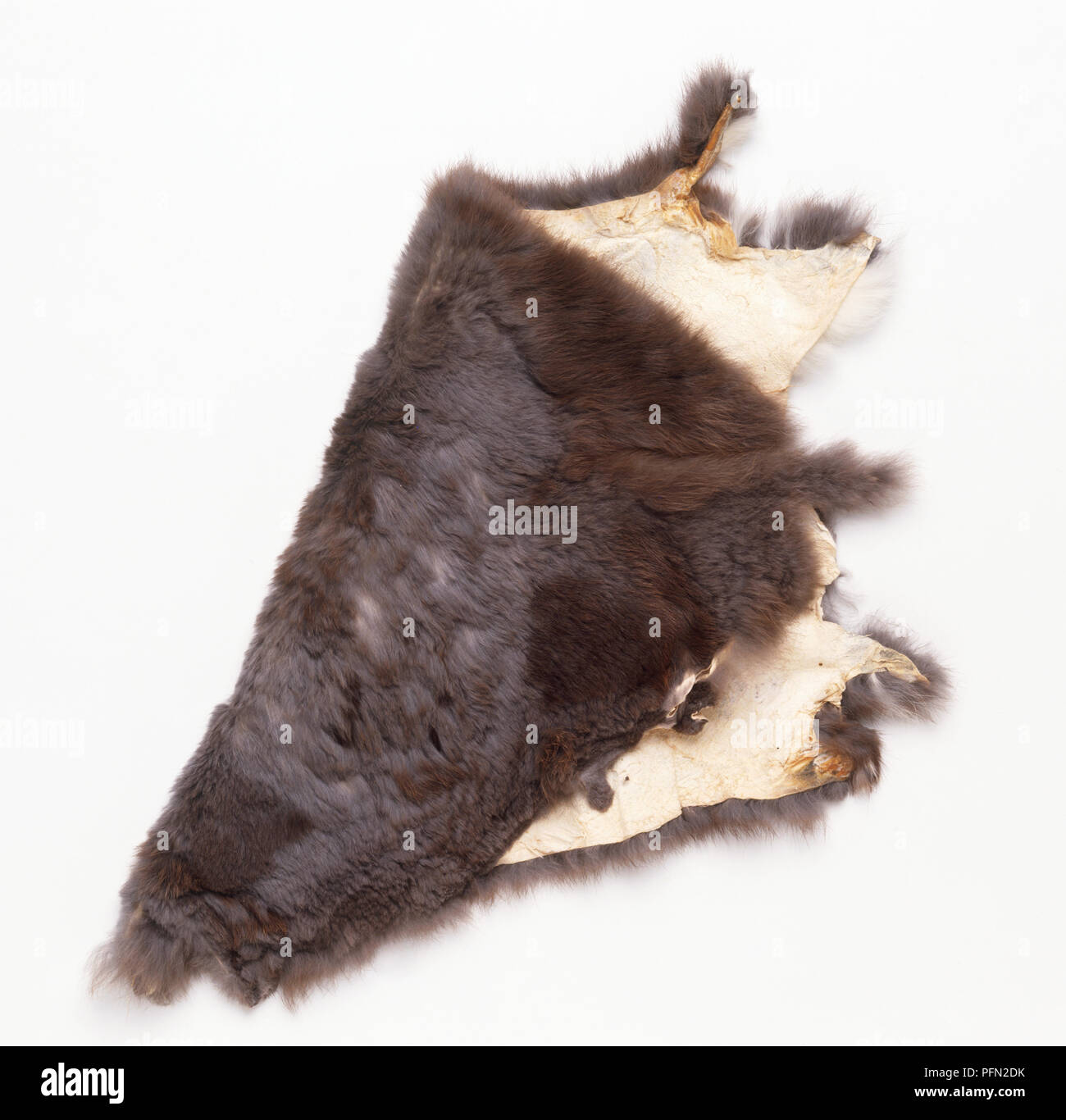 Native american animal skin hi-res stock photography and images - Alamy