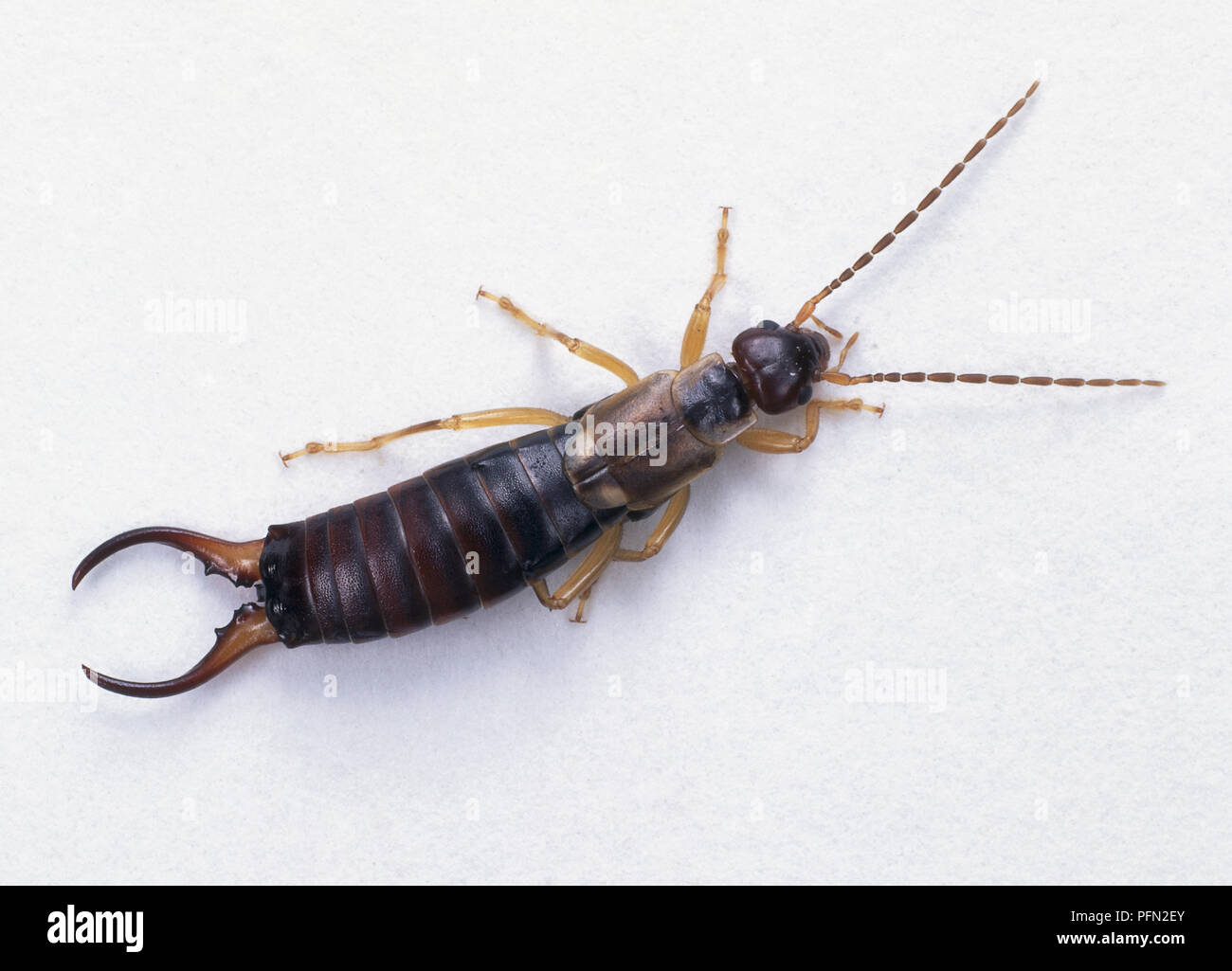European Earwig (Forficula auricularia), view from above Stock Photo ...