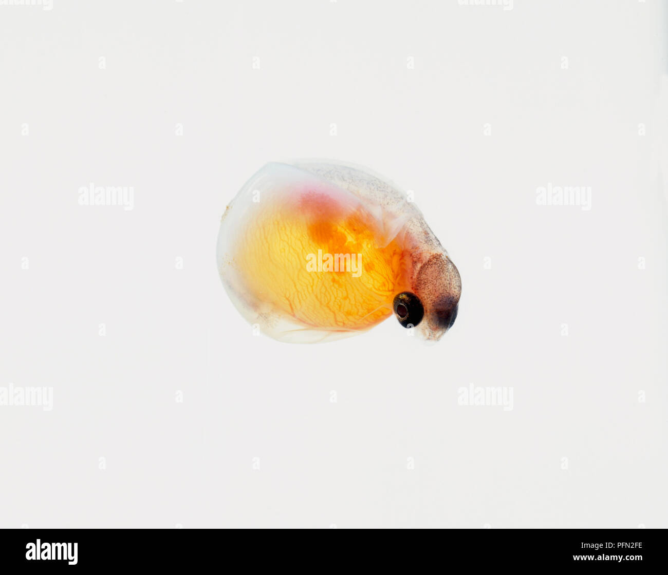 Silverfish Egg Sac