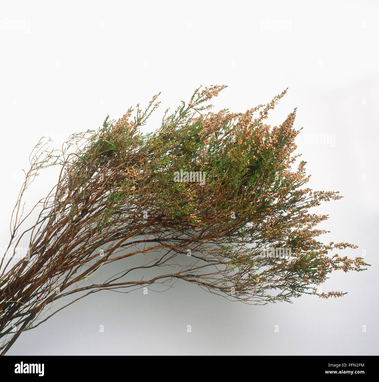 Bunch of heather Stock Photo - Alamy