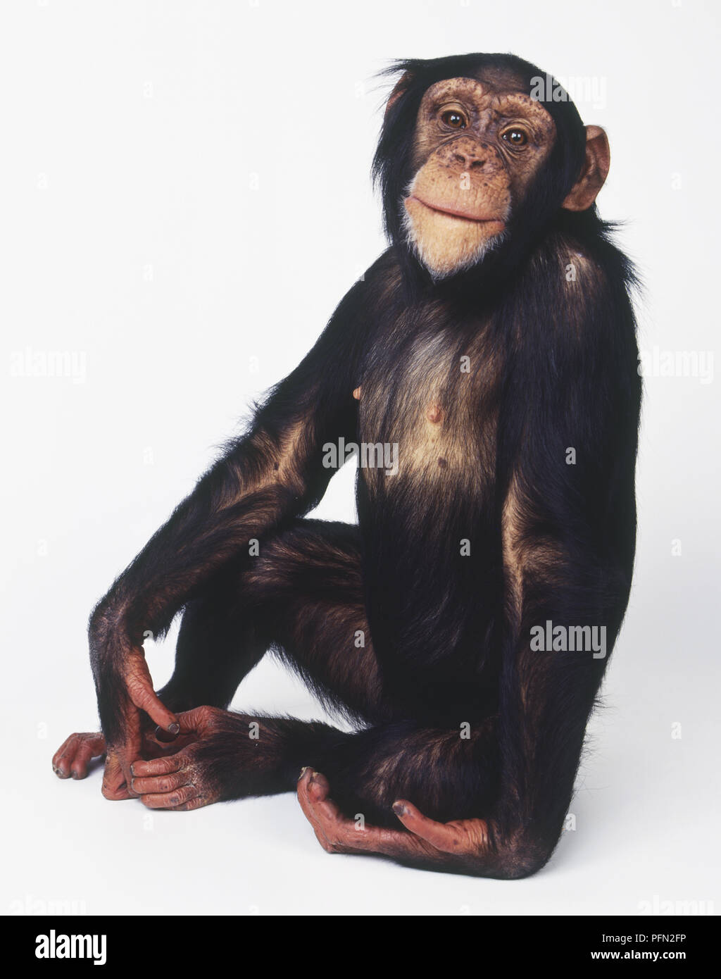 Chimpanzee (Pan troglodytes) sitting upright, looking at camera Stock ...