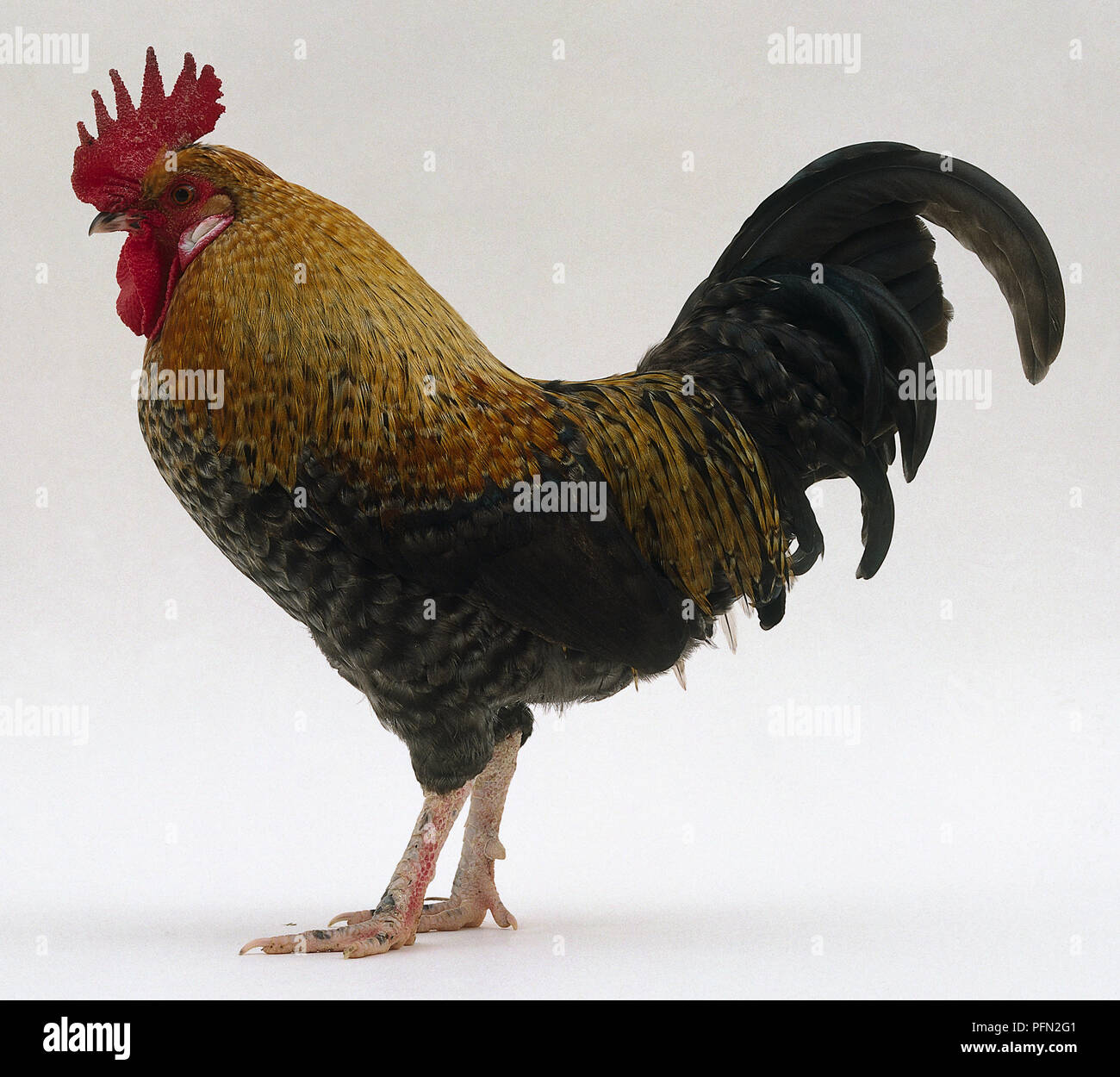 Head and neck of orange and brown cockerel Stock Photo - Alamy