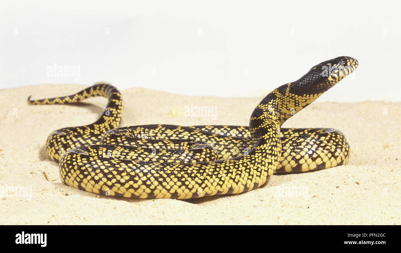 Writhing Desert Kingsnake (Lampropeltis getula splendida) looking up ...