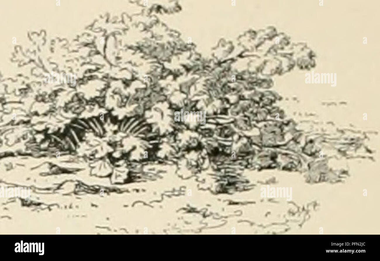 Puberulent hi-res stock photography and images - Alamy