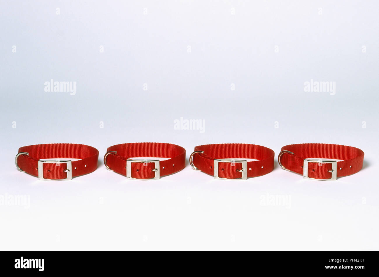 Red collars hi-res stock photography and images - Alamy