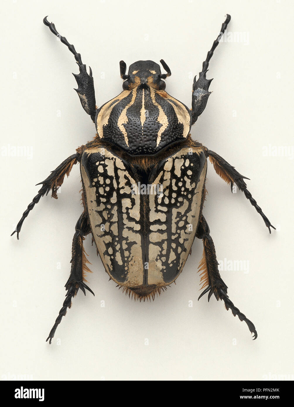 Goliath beetle hi-res stock photography and images - Alamy