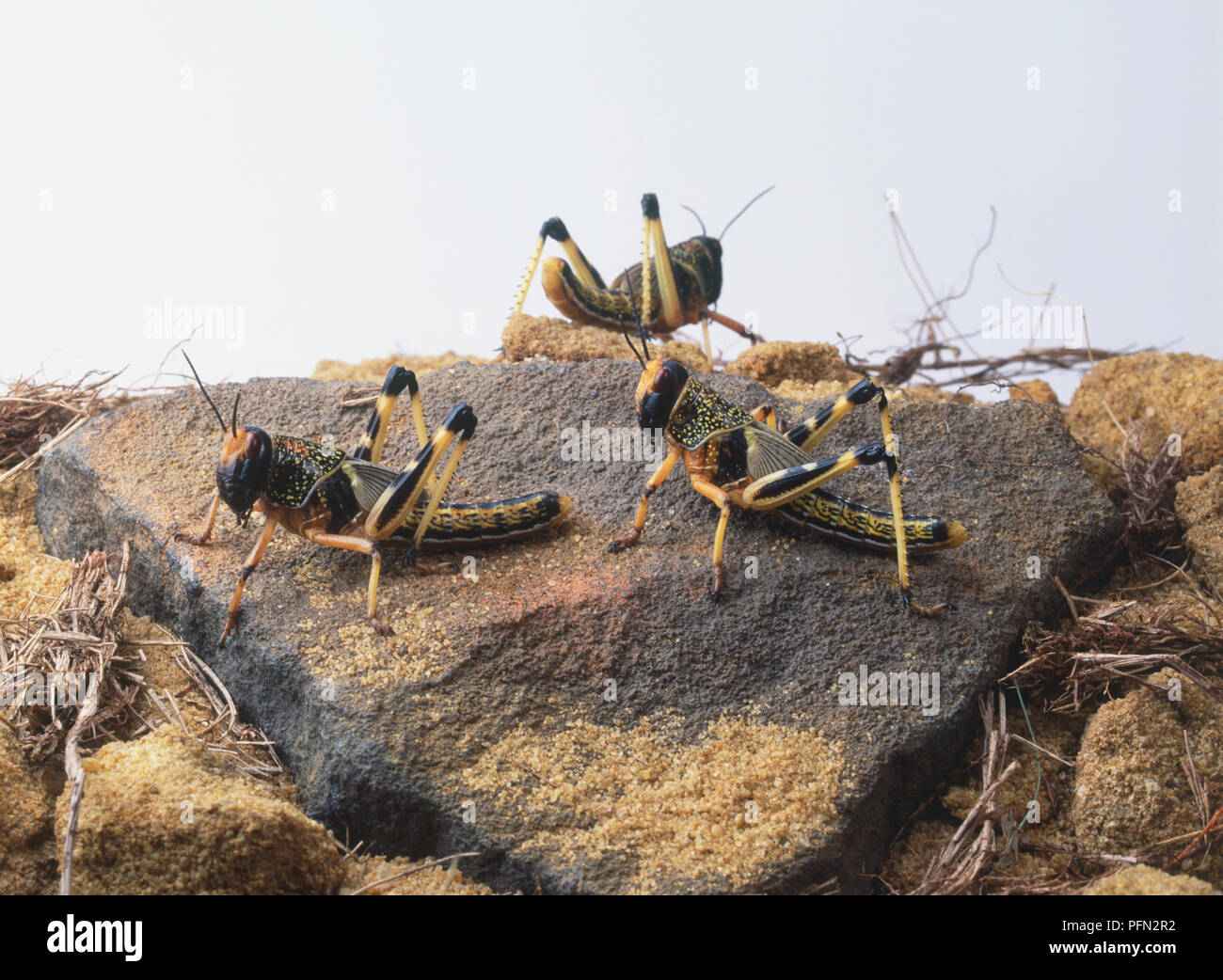 Locust rock hi-res stock photography and images - Alamy