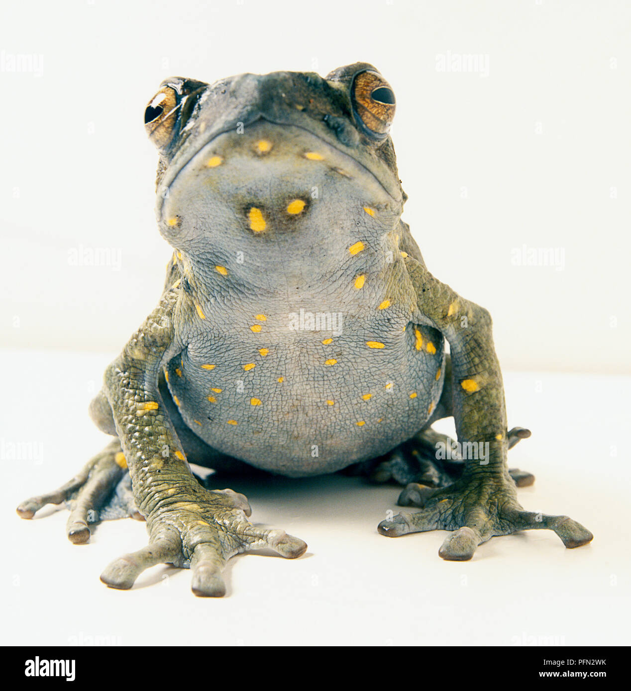 Pedostibes hi-res stock photography and images - Alamy