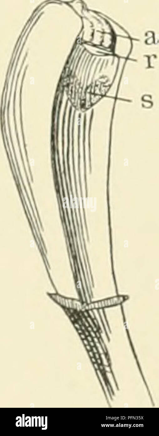 Stigma cells hi-res stock photography and images - Alamy
