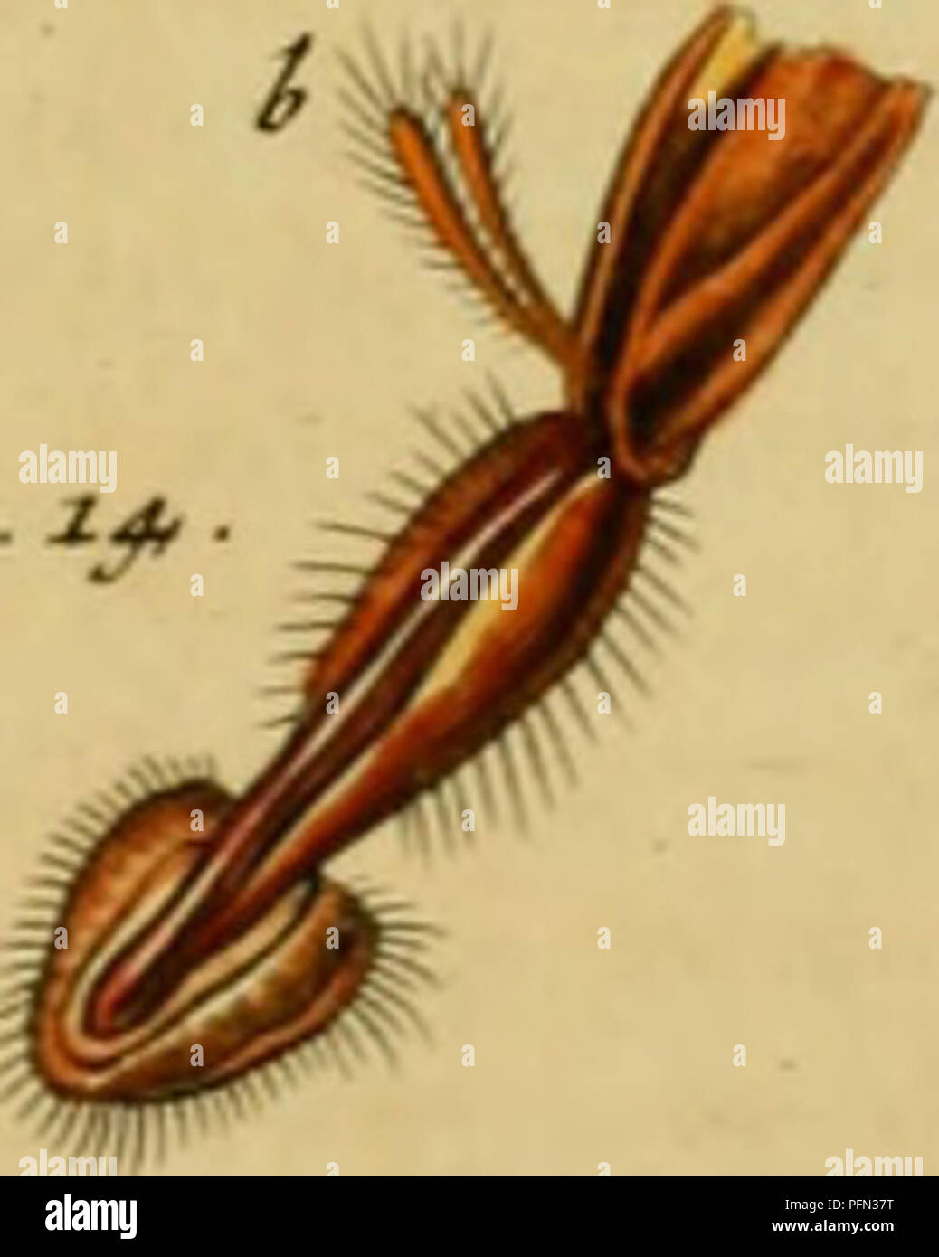 This image comes from *De natuurlyke historie der insecten*, detailing ...