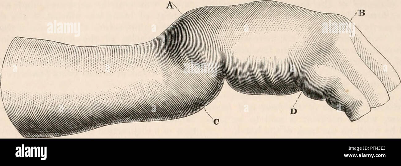 . The cyclopædia of anatomy and physiology. Anatomy; Physiology ...