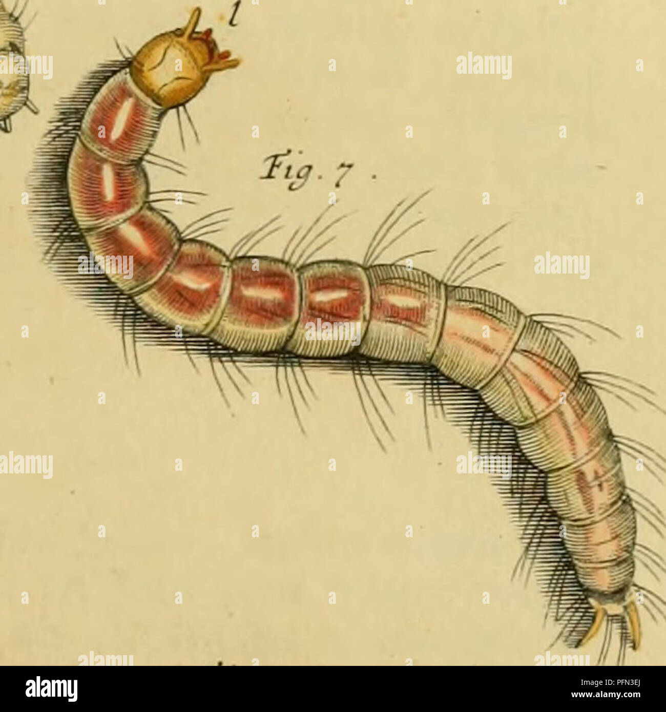 This work on the natural history of insects by August Johann Rösell von ...