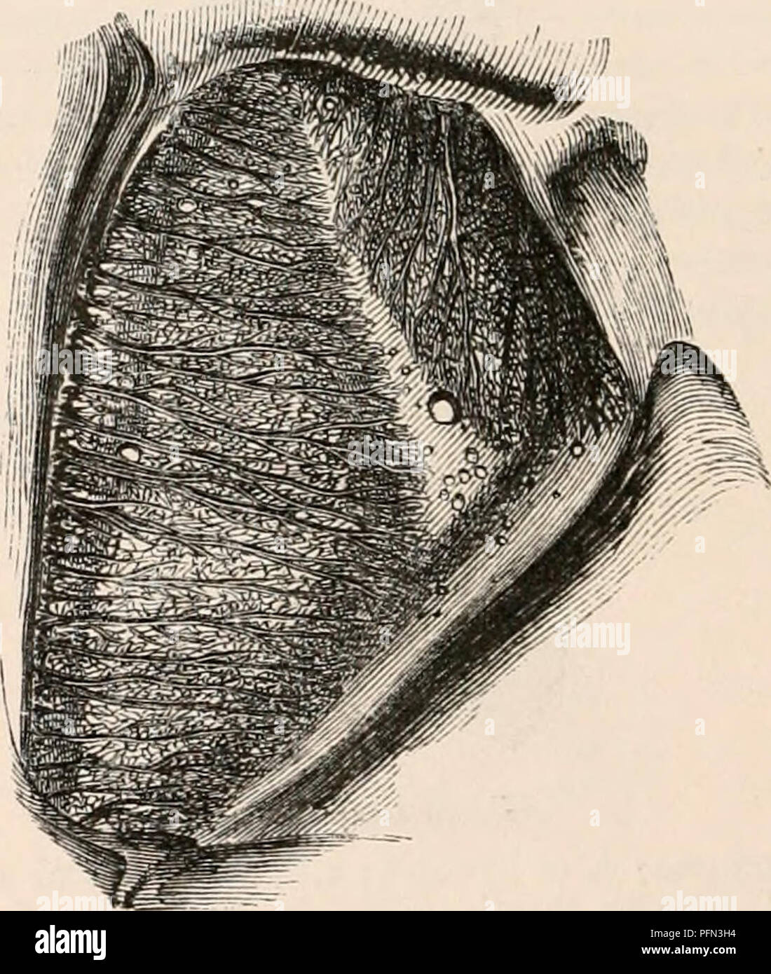 . The cyclopædia of anatomy and physiology. Anatomy; Physiology ...