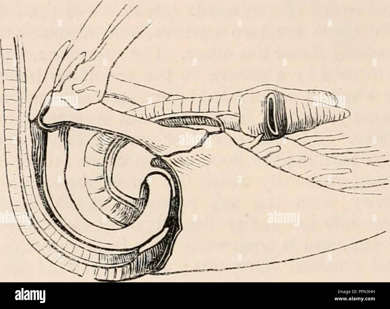 . The cyclopædia of anatomy and physiology. Anatomy; Physiology ...
