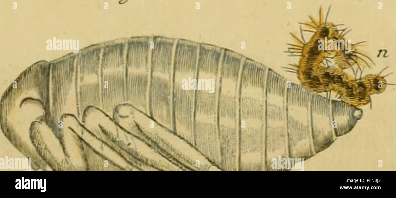 . De natuurlyke historie der insecten; voorzien met naar 't leven ...