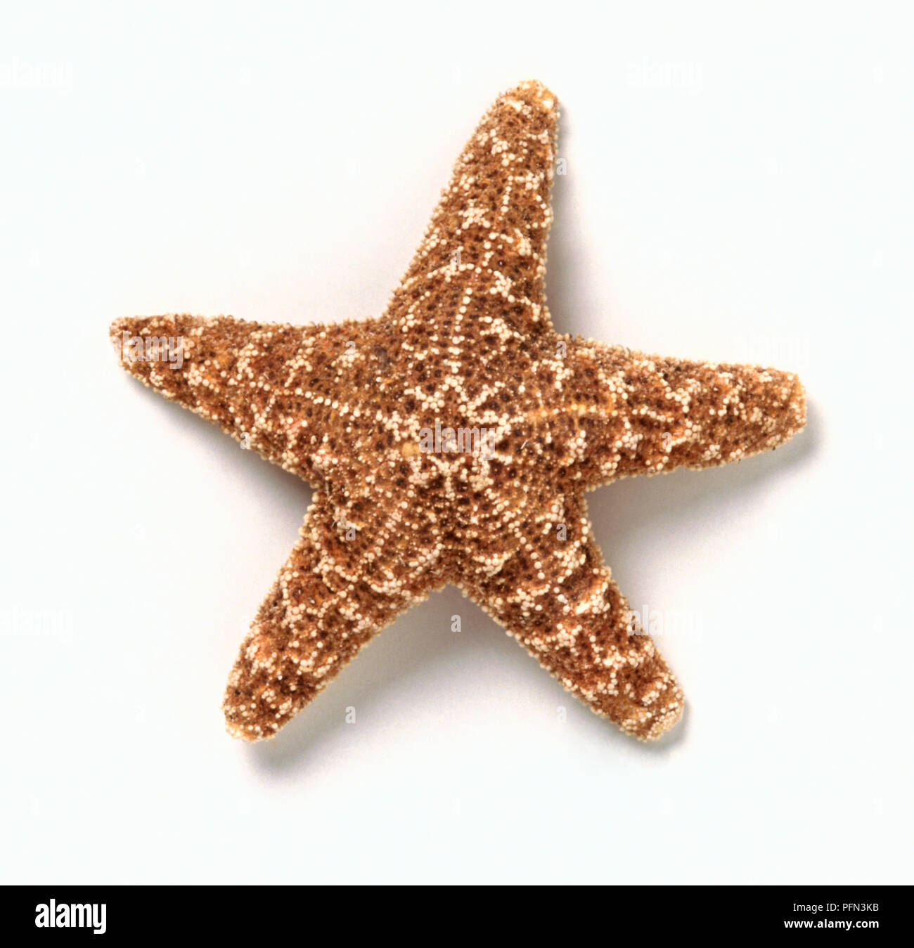 Collection of star-shaped objects, including Starfish (Asterias rubens ...