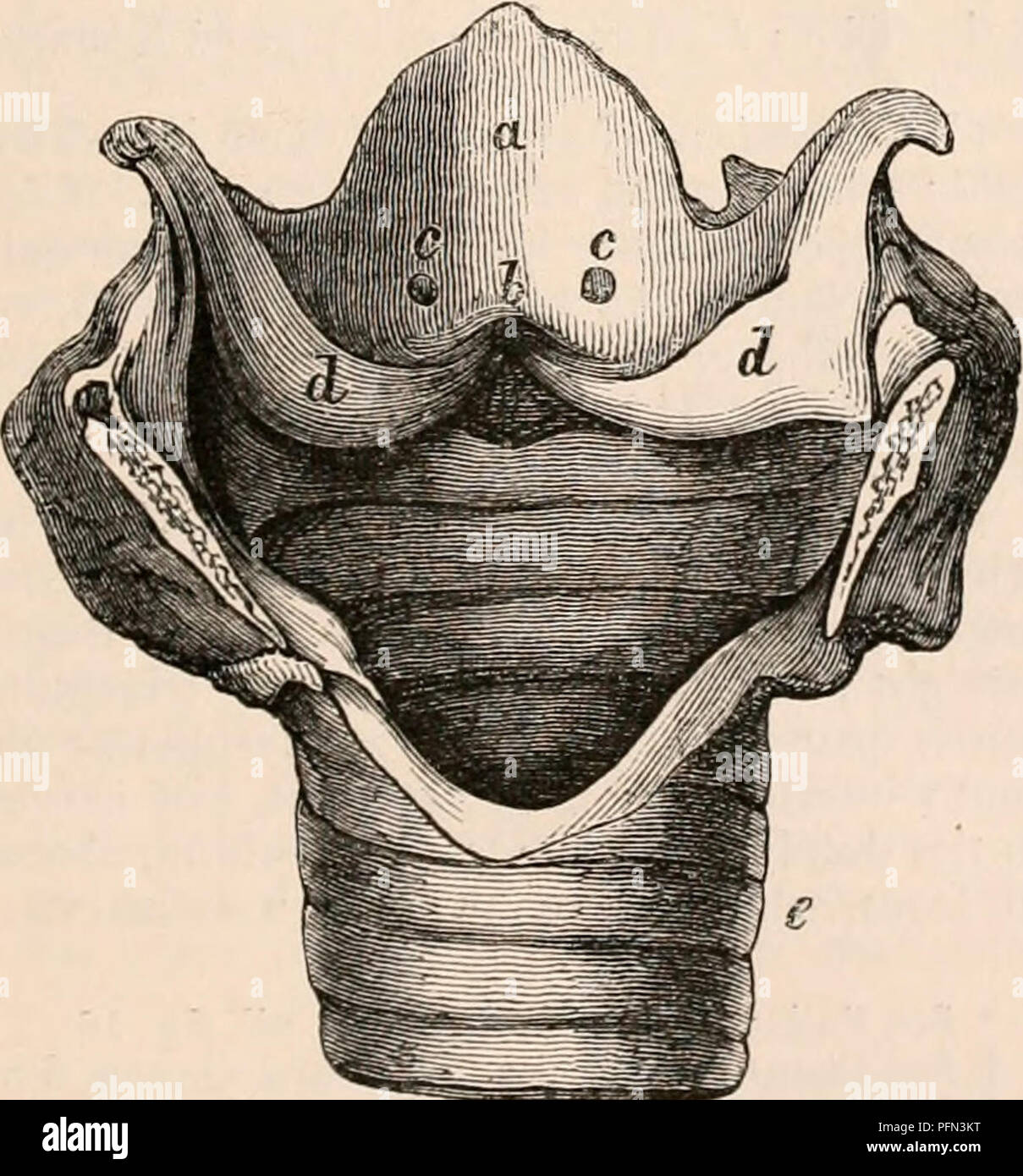 Thyroid membrane hi-res stock photography and images - Alamy