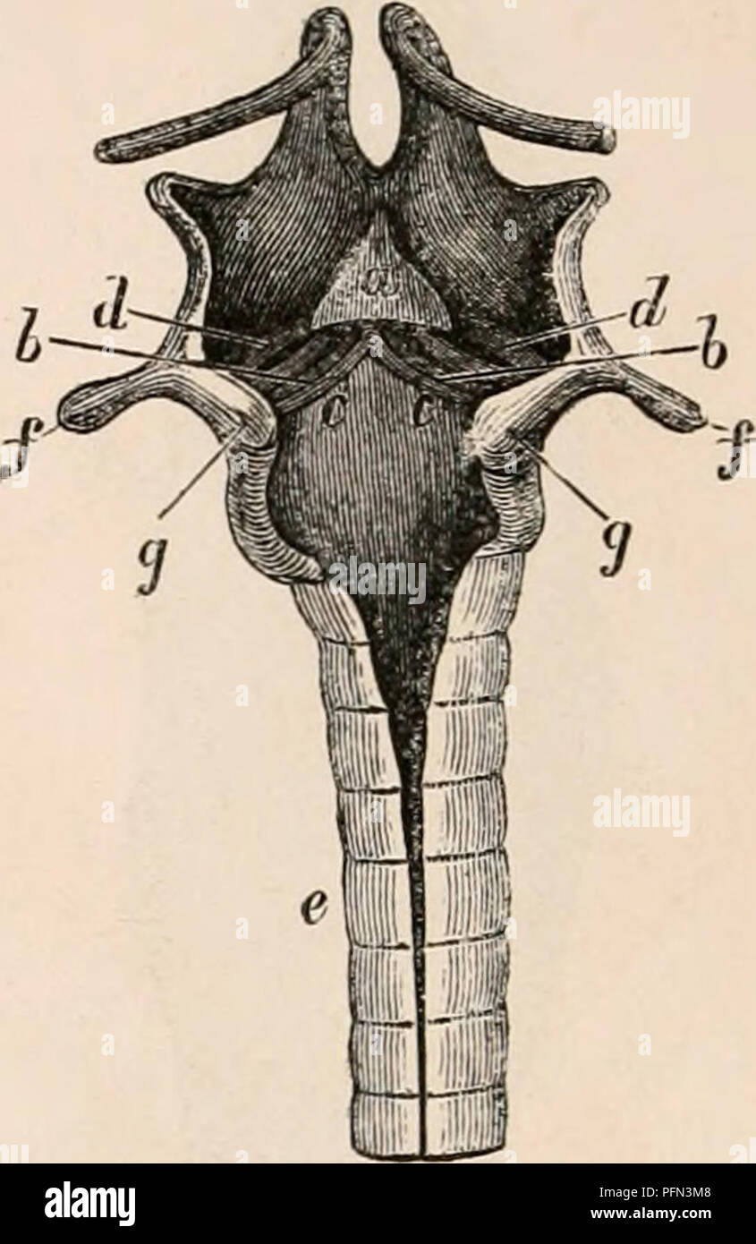 A comprehensive guide to the anatomy and physiology of various animals ...