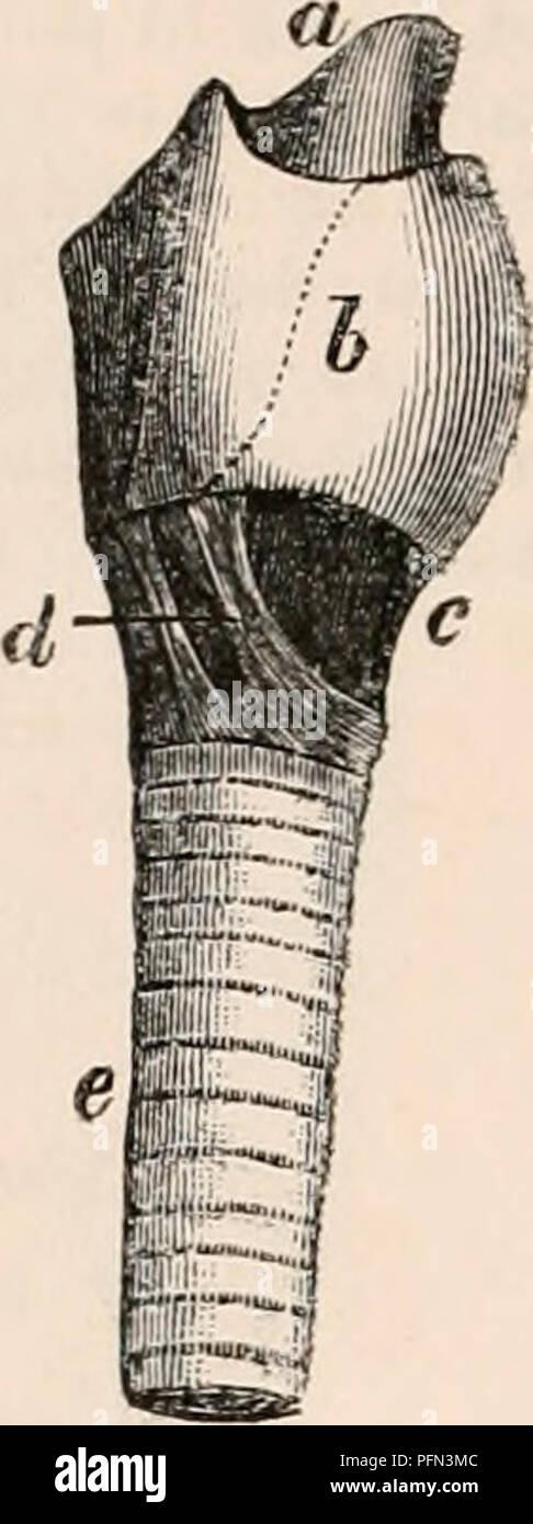 This detailed anatomical and physiological guide includes descriptions ...