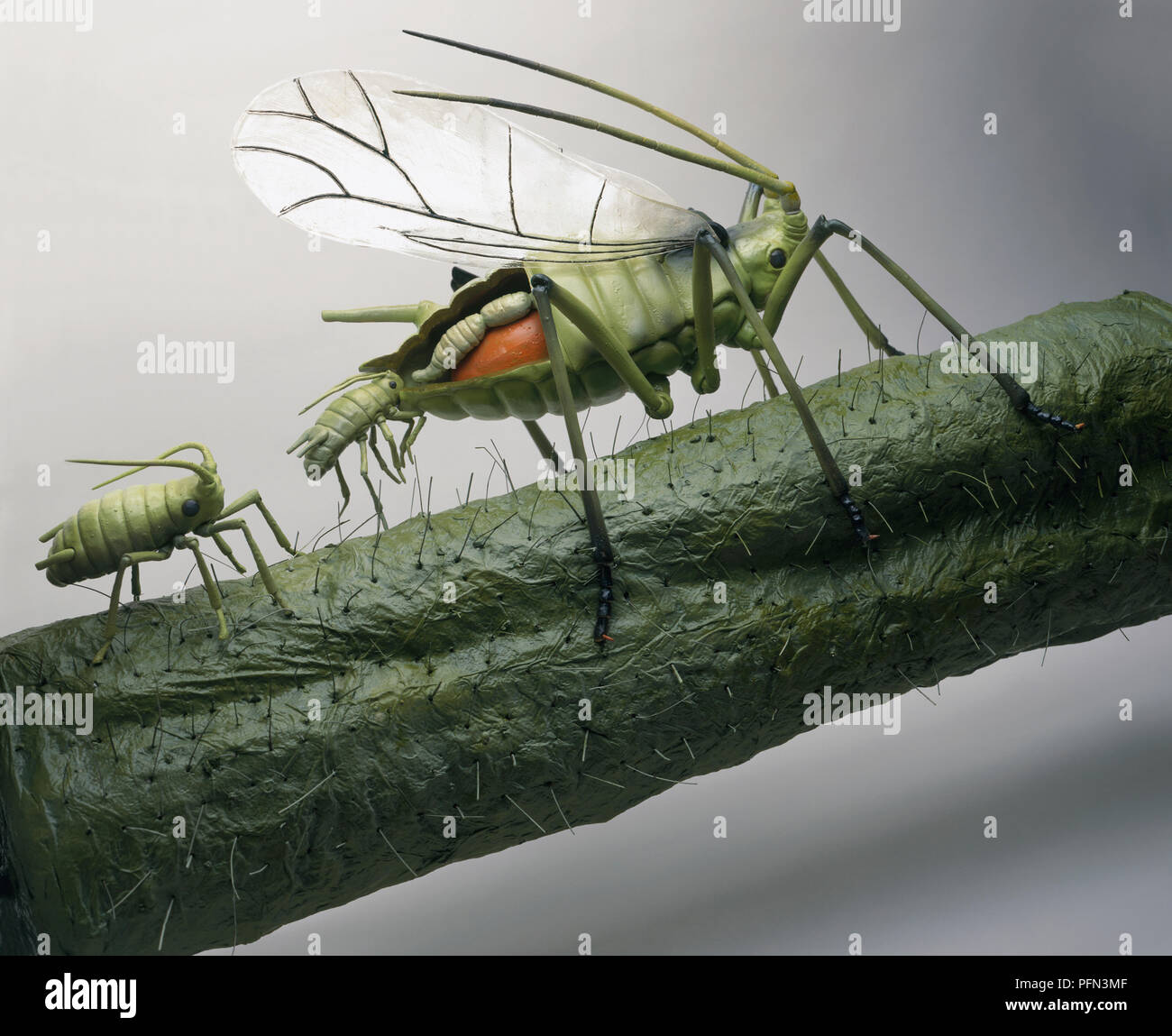 Female aphid giving birth hi-res stock photography and images - Alamy