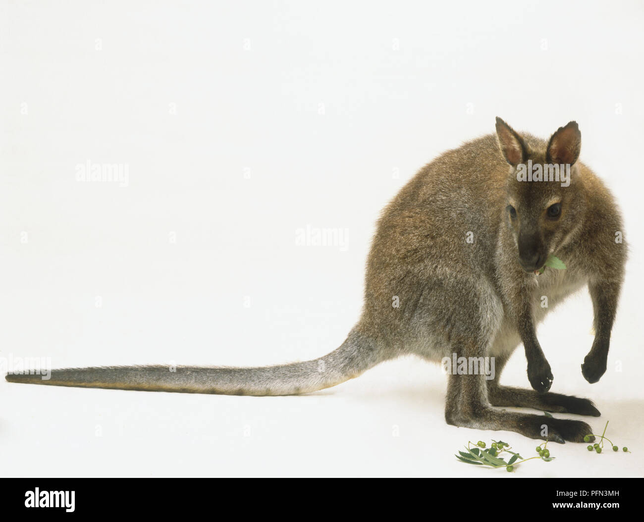Side view of a Red-necked Wallaby (Macropus rufogriseus) facing forward ...