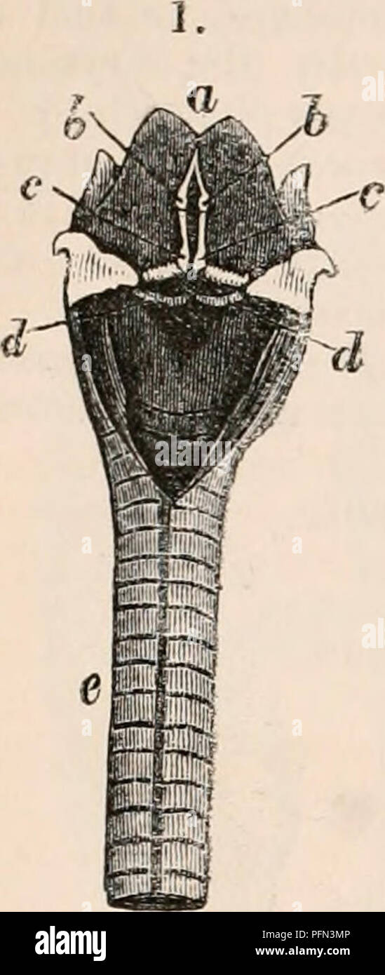 An anatomical and physiological reference work, this cyclopedia covers ...