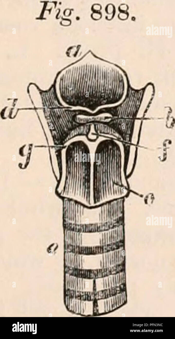This comprehensive reference on anatomy and physiology provides ...