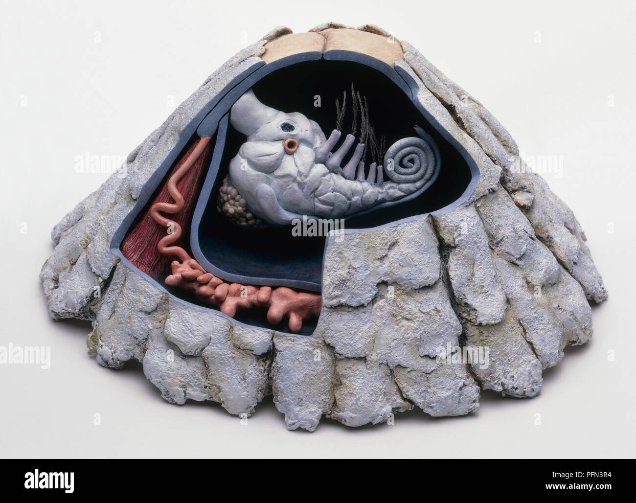 Model of barnacle with cutaway showing internal organs, close-up Stock ...
