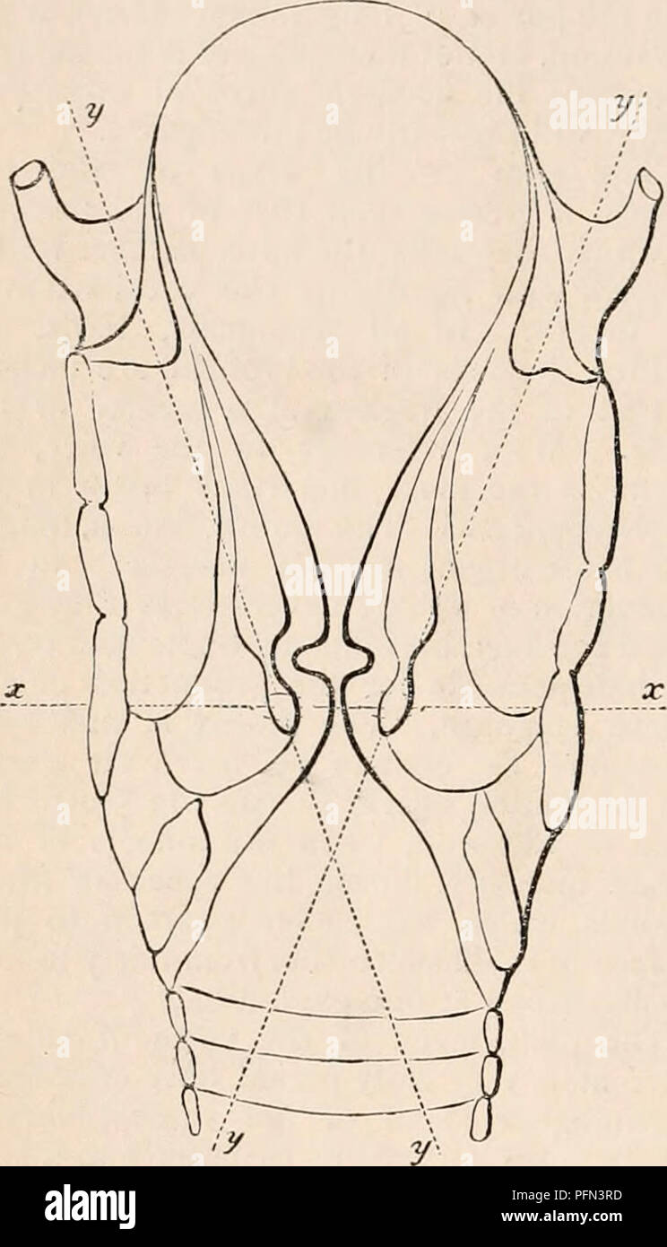 This reference work on anatomy and physiology discusses the vocal ...