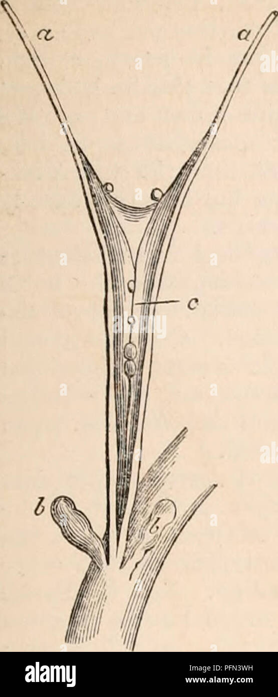 This cyclopedia covers the anatomical and physiological aspects of ...