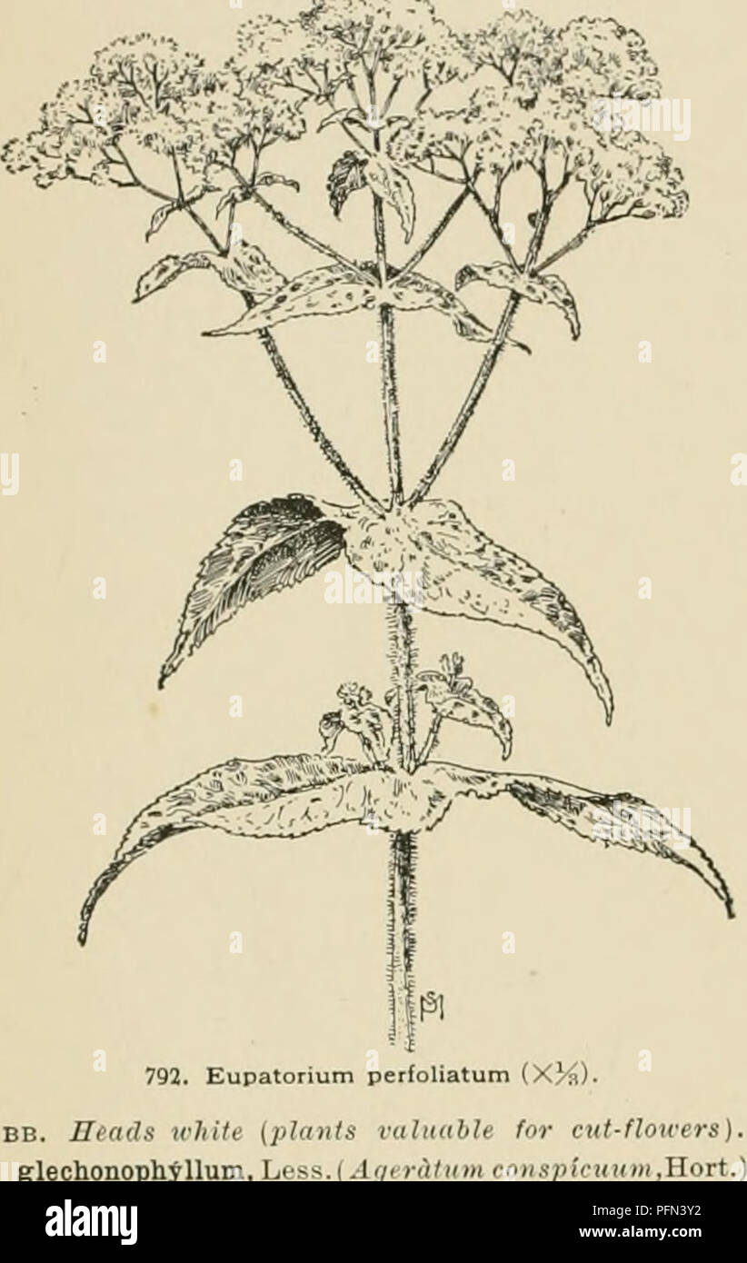 Terete hi-res stock photography and images - Alamy