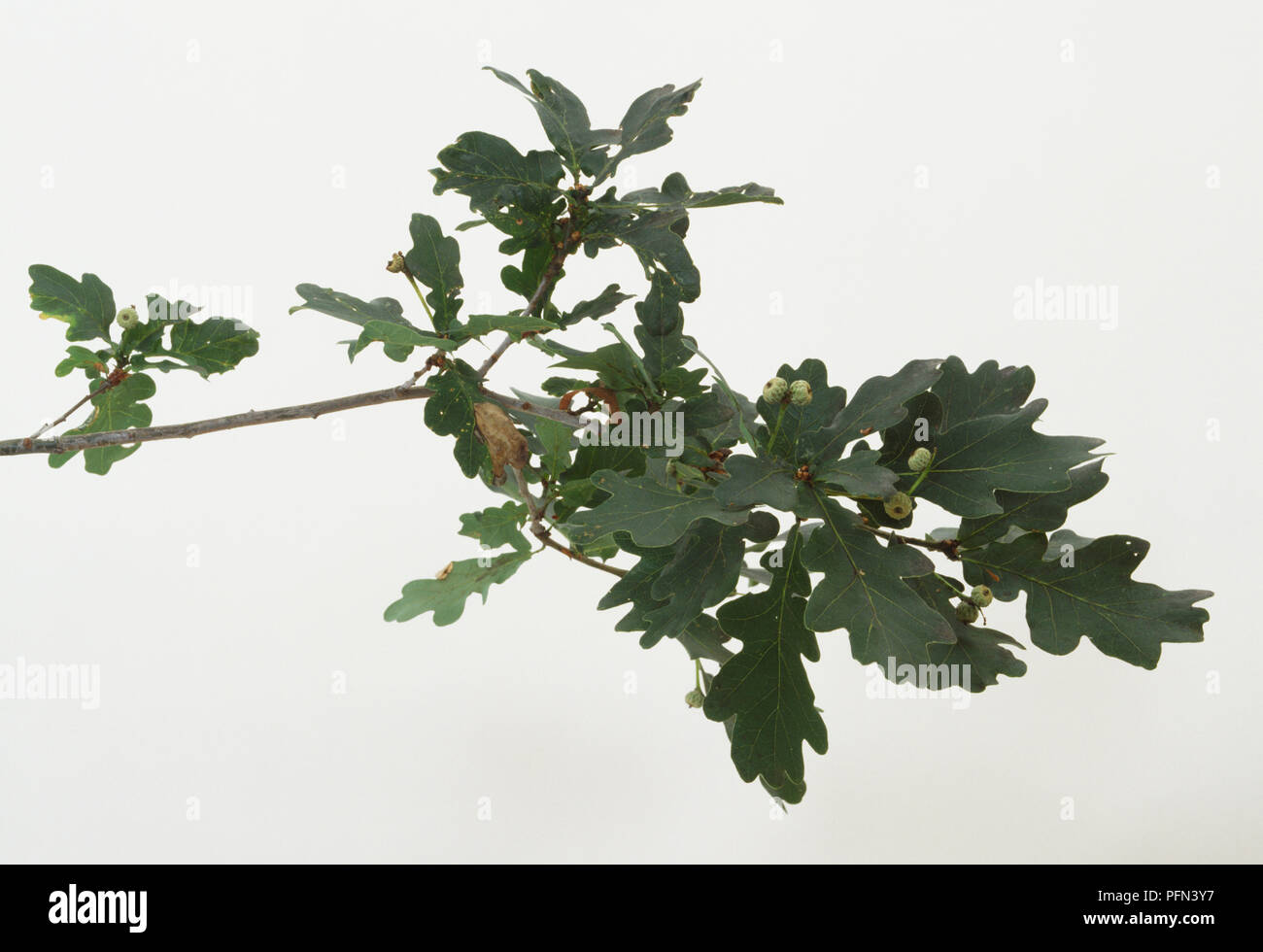 Branch of oak leaves and young acorns Stock Photo - Alamy