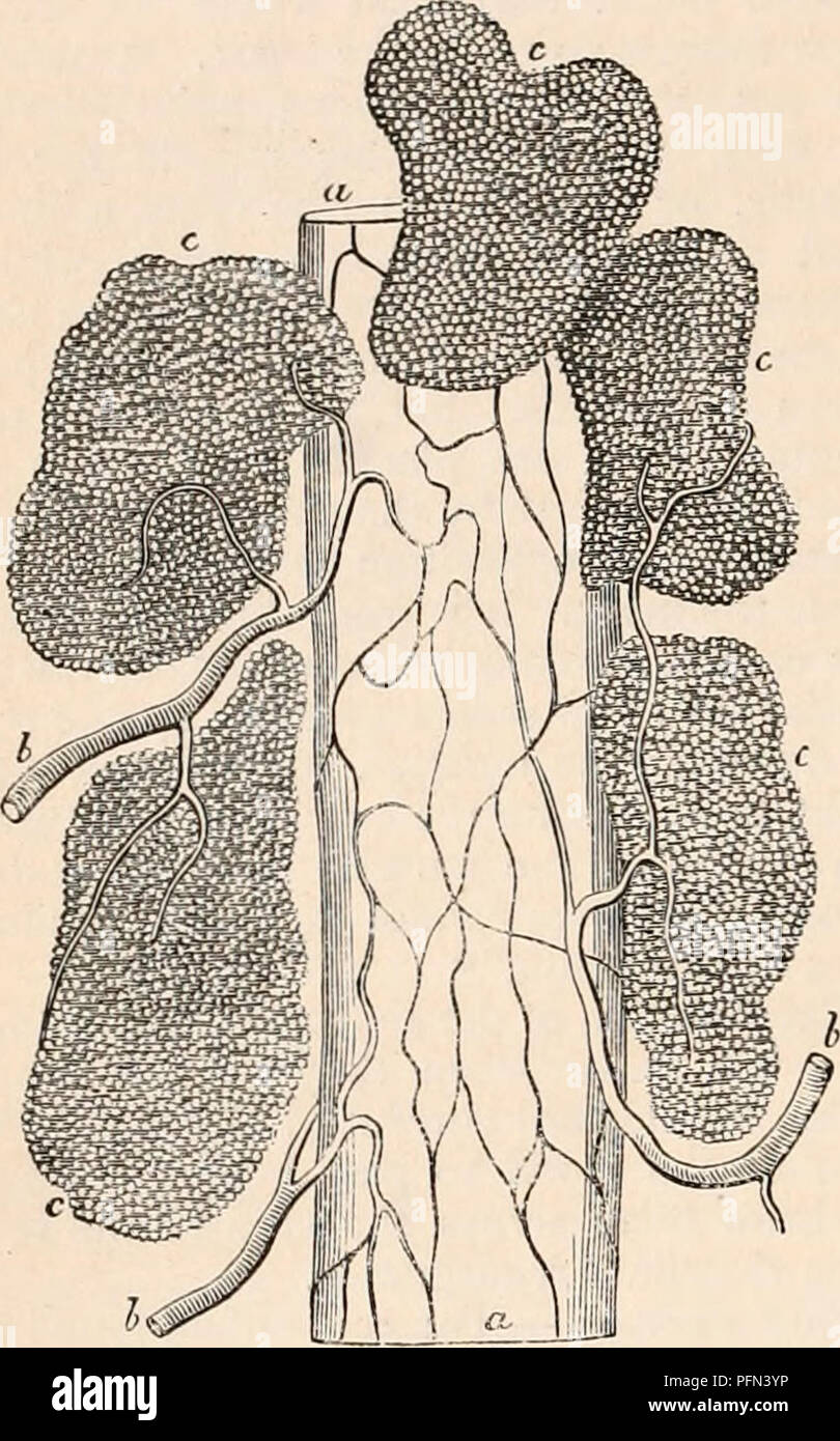 Vasa vasorum hi-res stock photography and images - Alamy