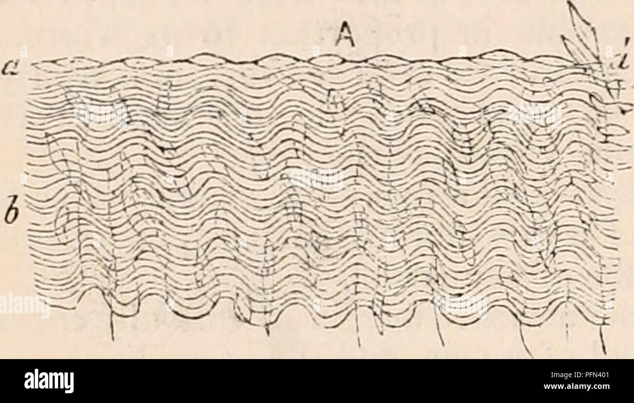 Tenuity hi-res stock photography and images - Alamy