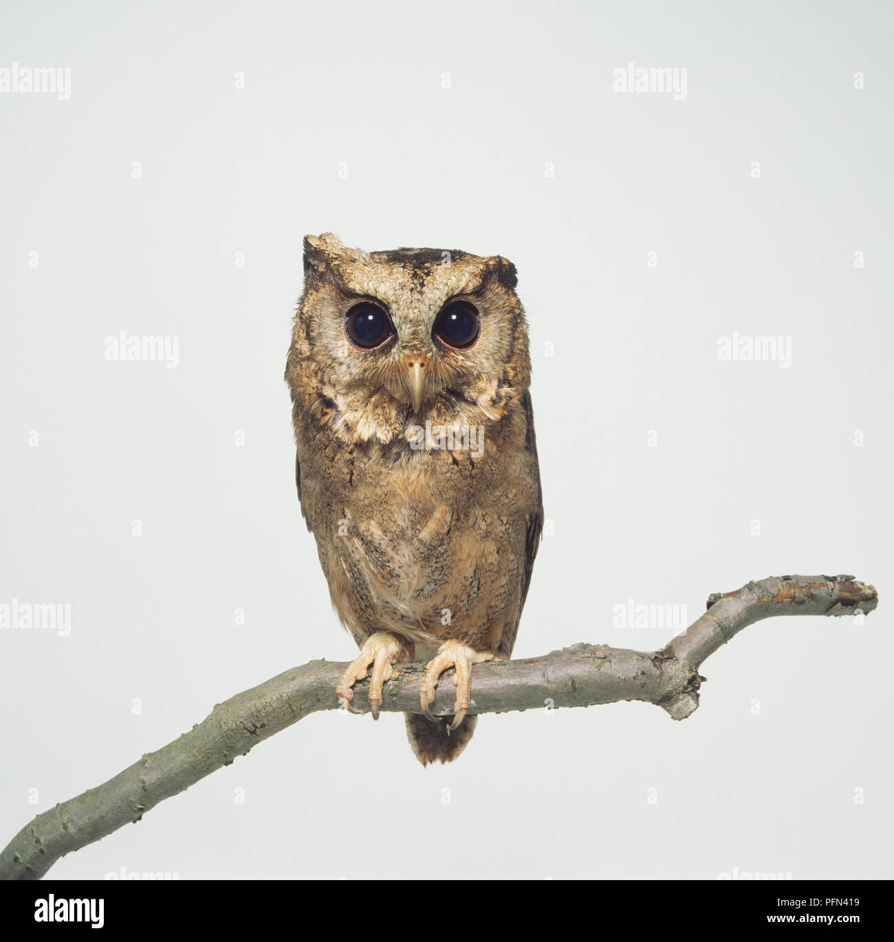 Collared scops owl otus lettia hi-res stock photography and images - Alamy