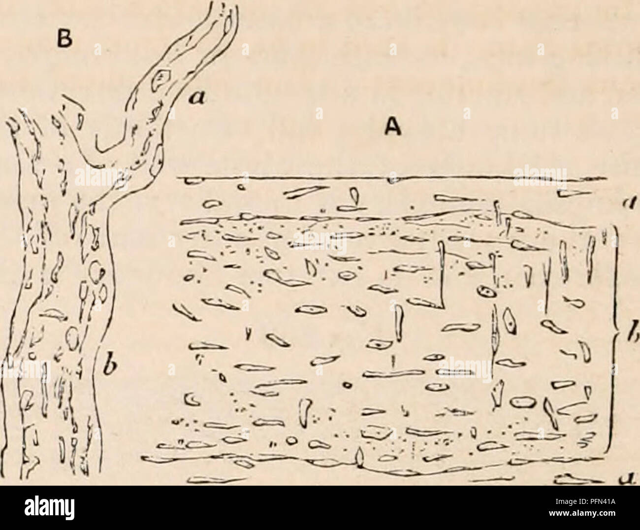 This reference work explores the structure and function of veins ...