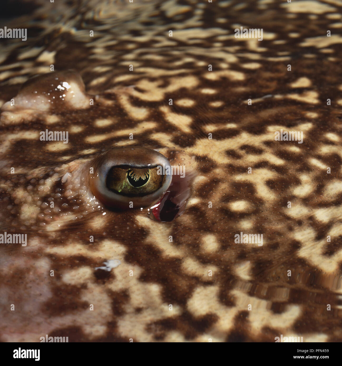 Eye of Ray (Batoidea) with light-blocking eyelid, close up Stock Photo ...