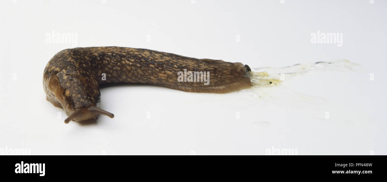 White colour slug hi-res stock photography and images - Alamy