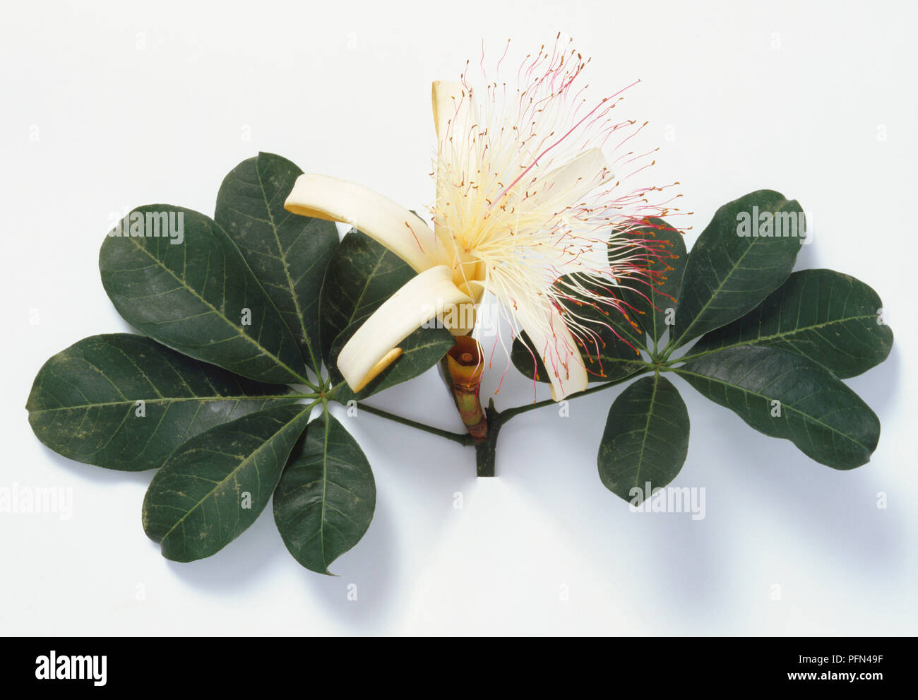 Flower of Pachira Aquatica, Shaving bush tree, a Water Chestnut or ...