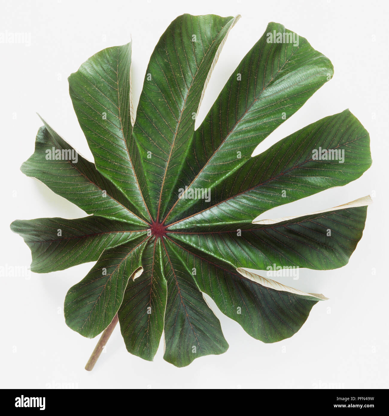 Cecropia leaves hi-res stock photography and images - Alamy