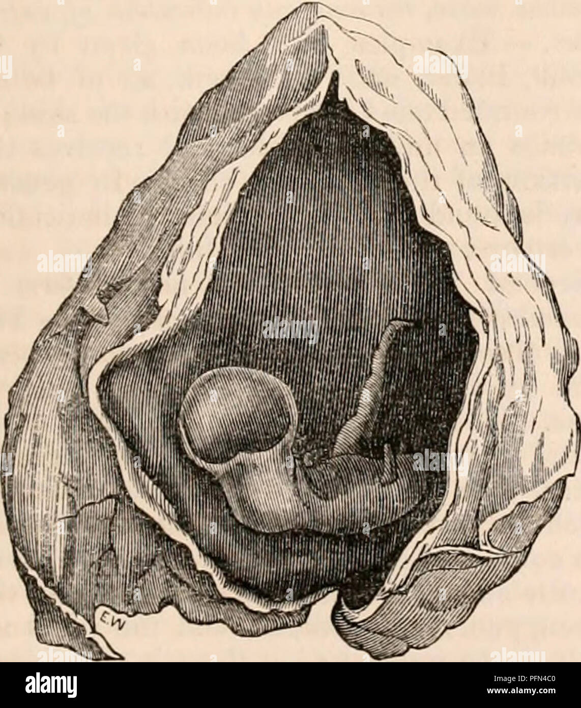 This illustration from the 'Cyclopædia of Anatomy and Physiology ...